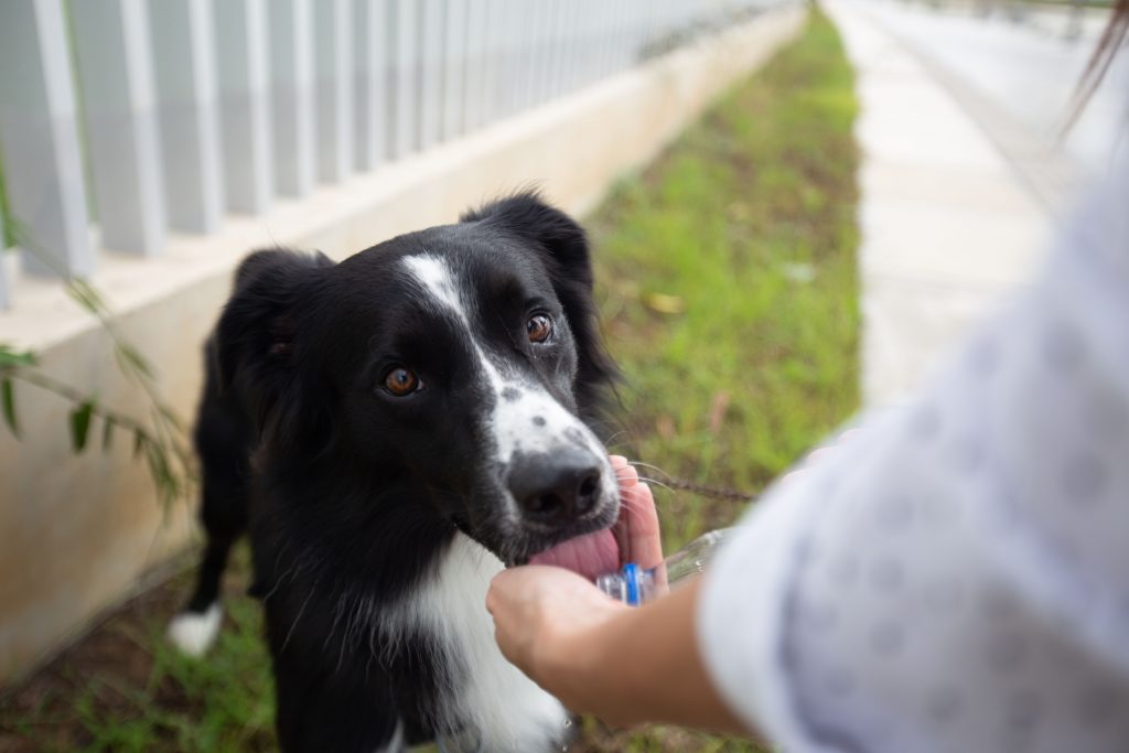 Guía práctica para cuidar a tu perro durante la cuarentena